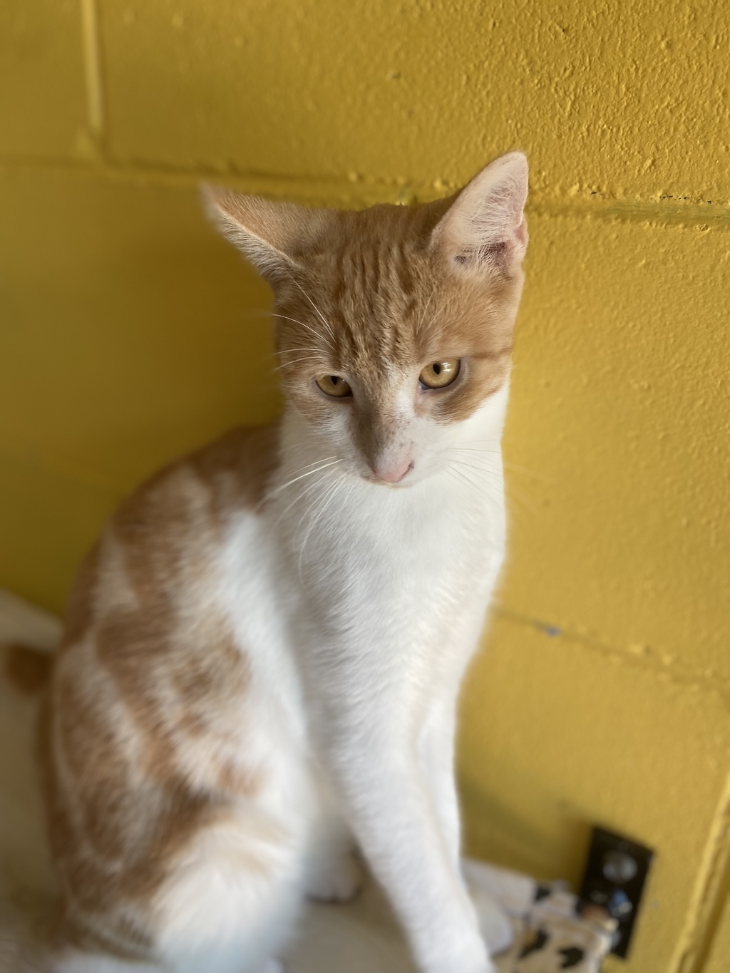 Obie - Male Domestic Short Hair Mix Cat in QLD - PetRescue