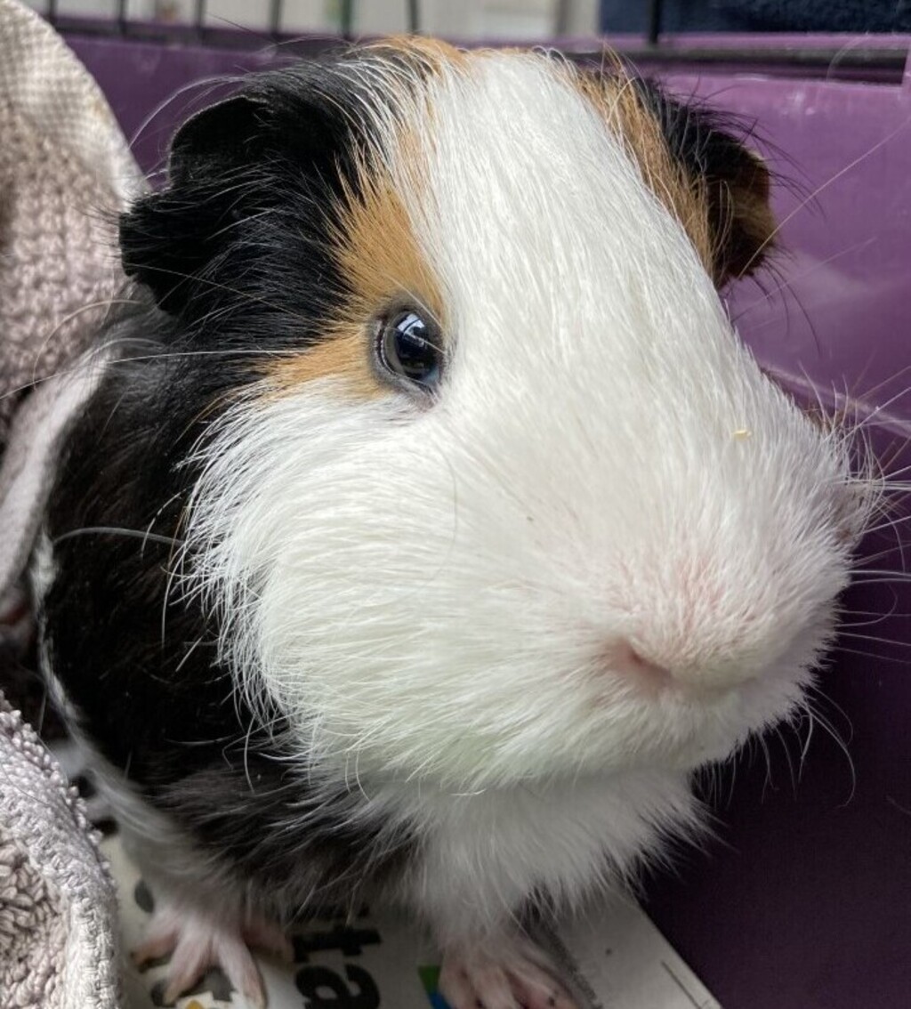 Henry - Male Short-hair Guinea Pig Unspecified Guinea Pig in VIC ...