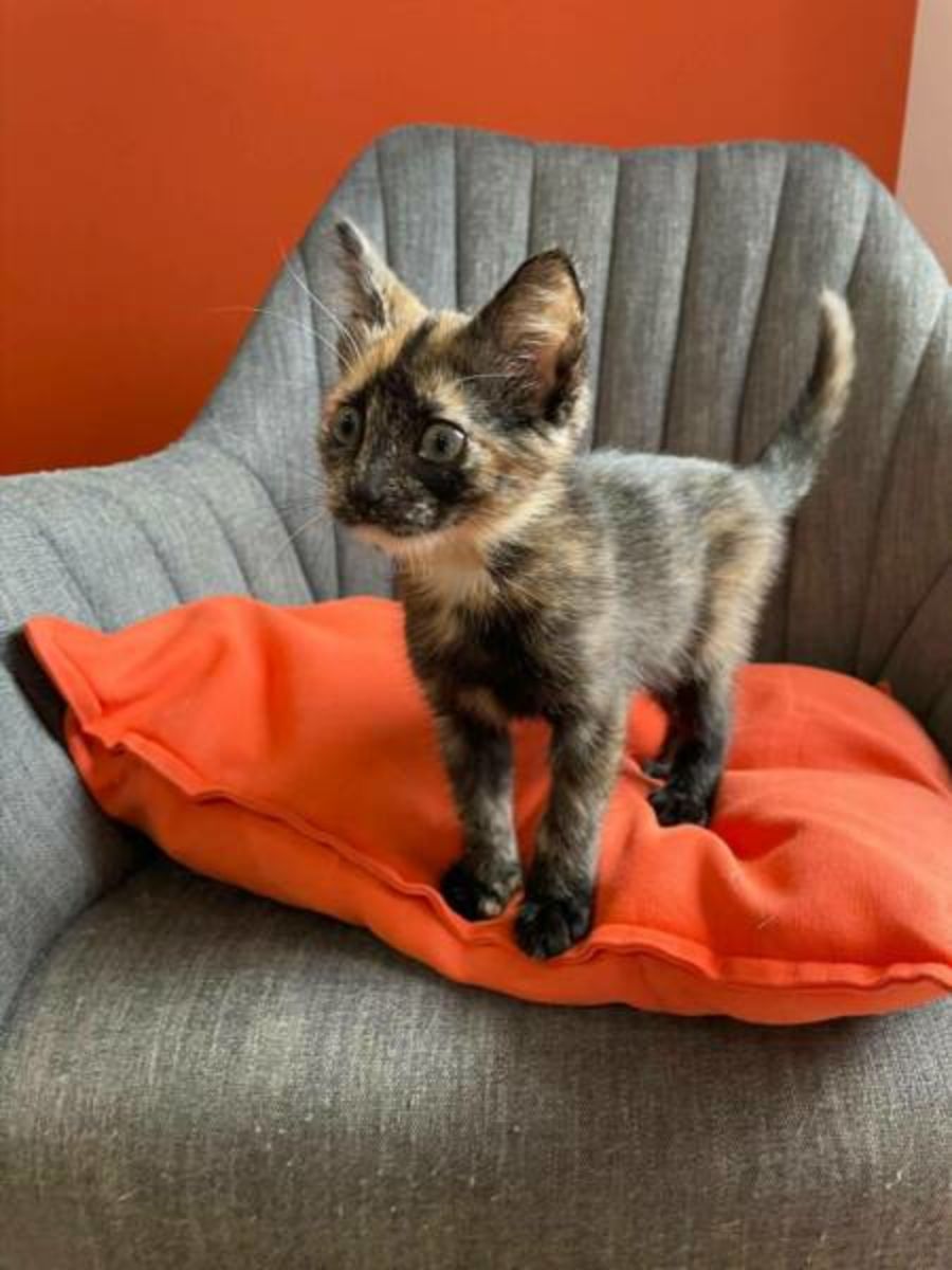 Edwina - Female Domestic Short Hair Cat in QLD - PetRescue