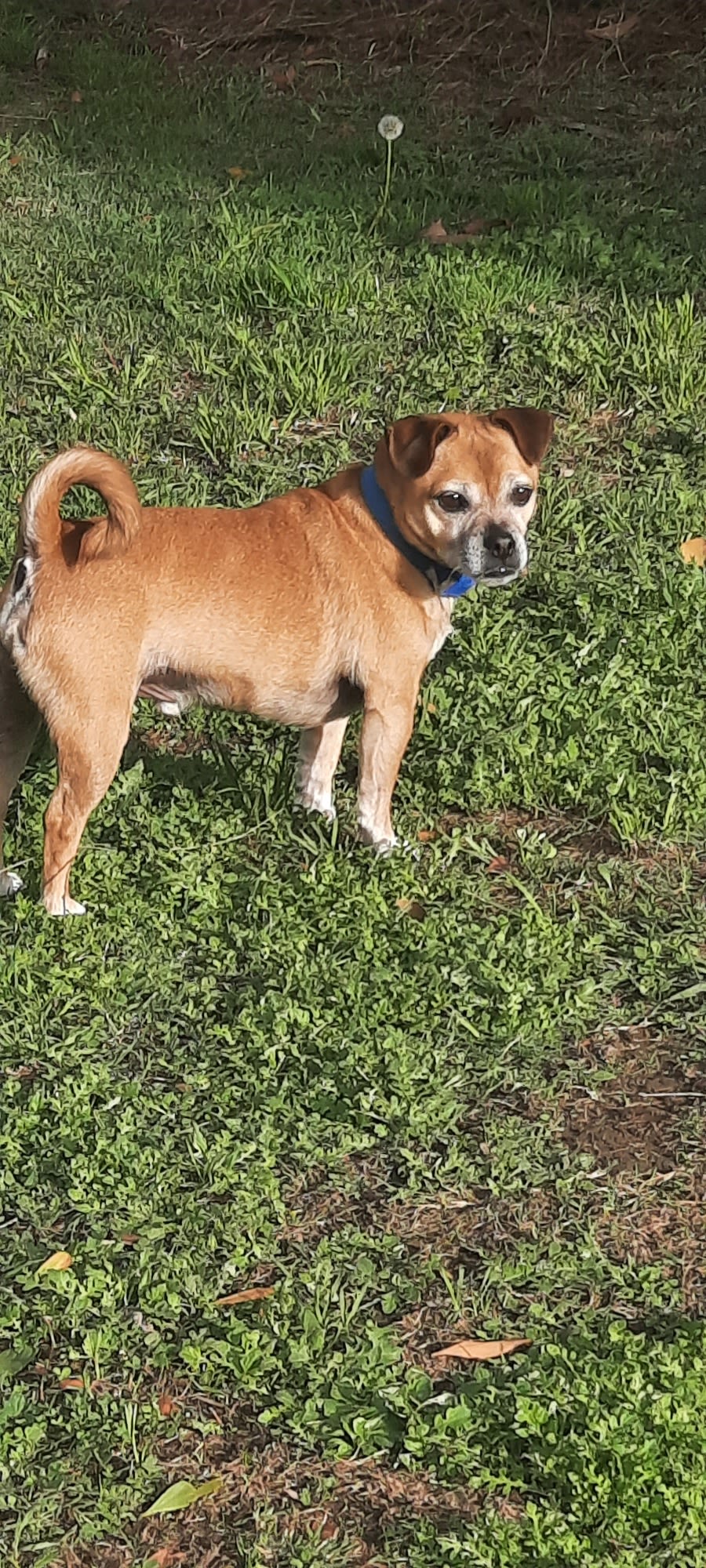 Domestic Animal Welfare Group Gippsland Inc - PetRescue