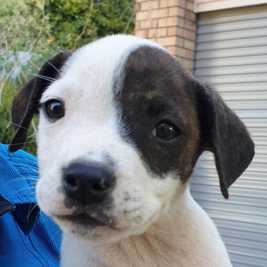 Kahlua - Medium Female Mixed Breed Dog in WA - PetRescue