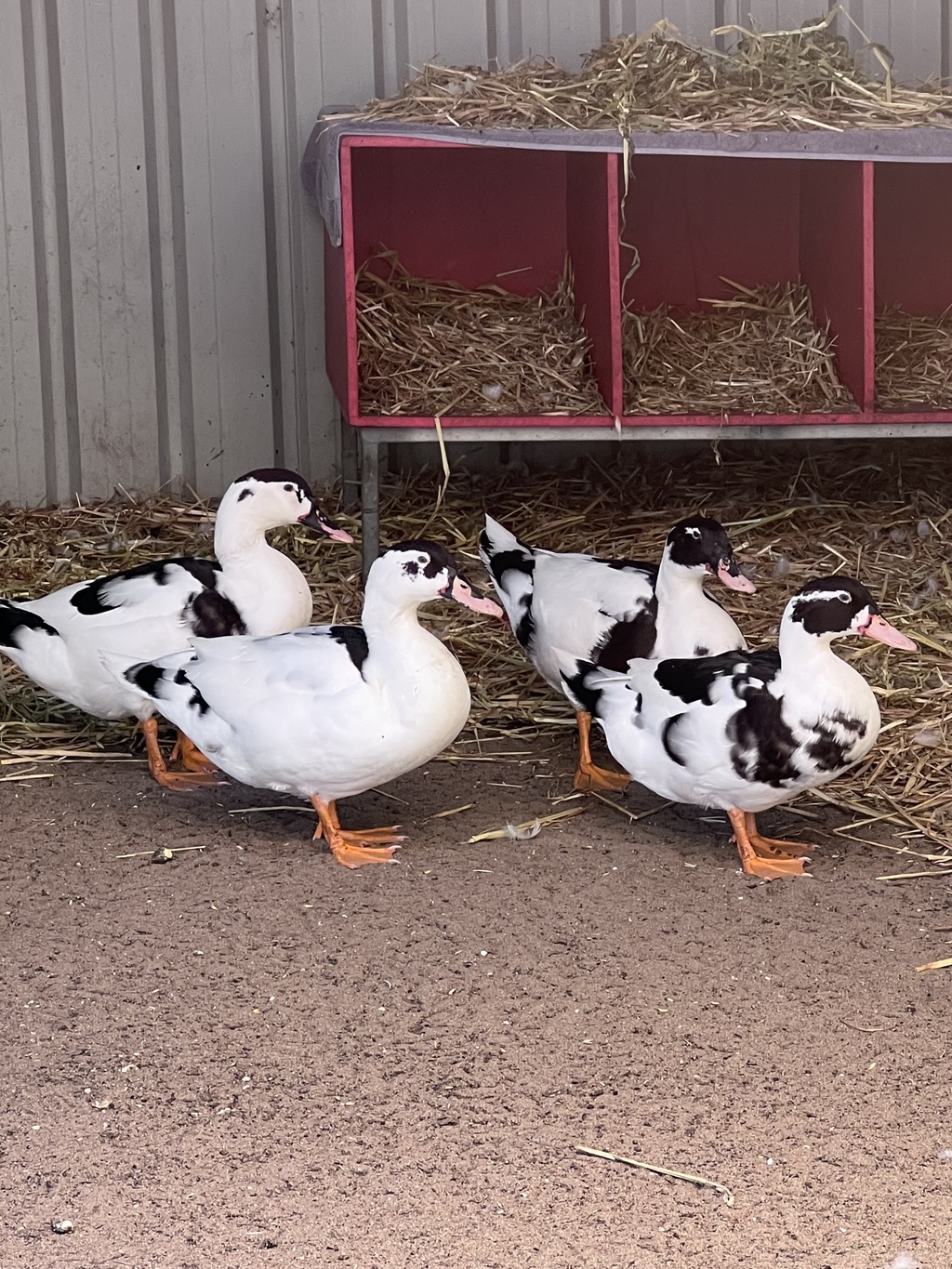 The Good Guys - Male Ancona Mix Fowl in WA - PetRescue