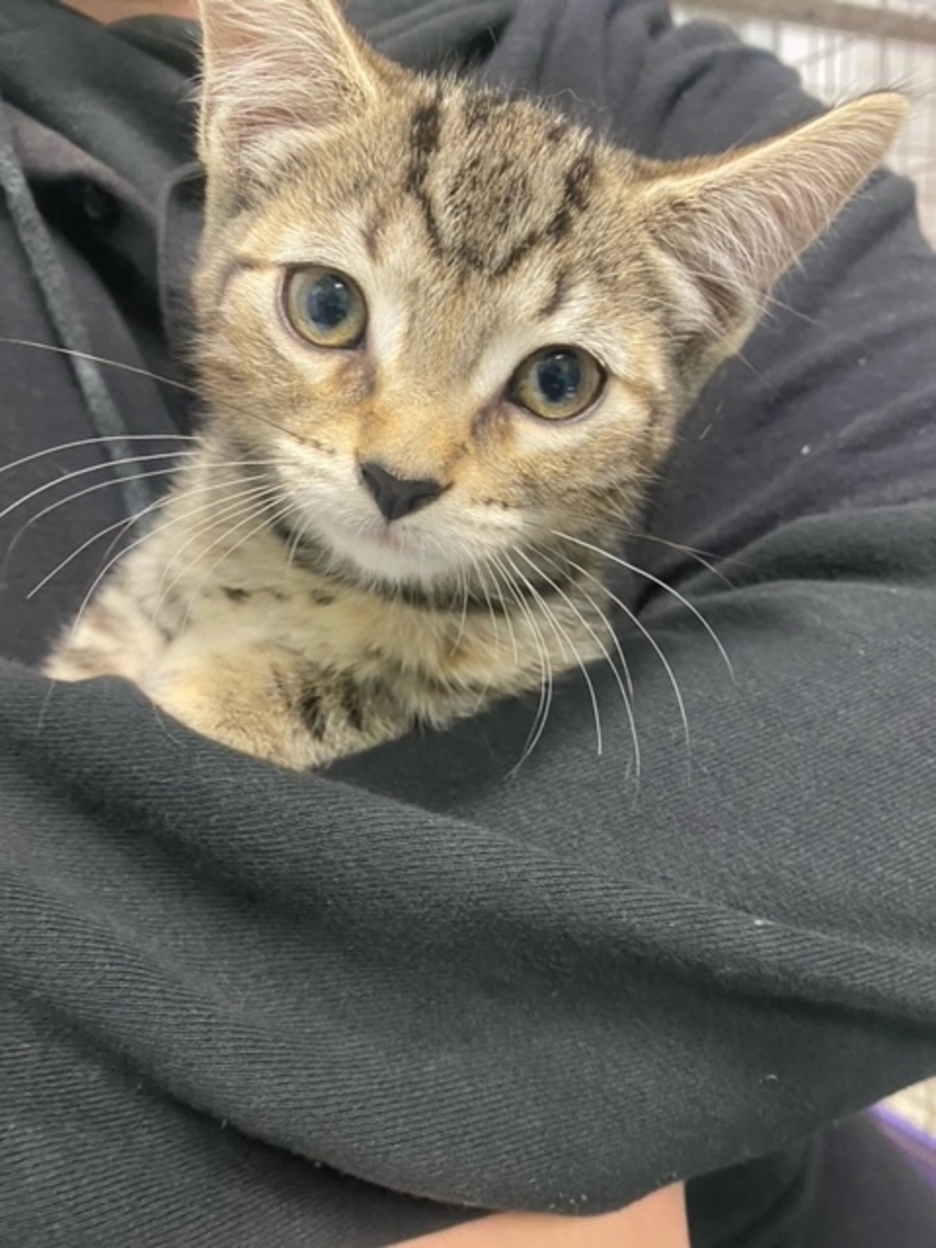 Nix ( Was Jasmine ) - Female Dsh Mix Cat in VIC - PetRescue