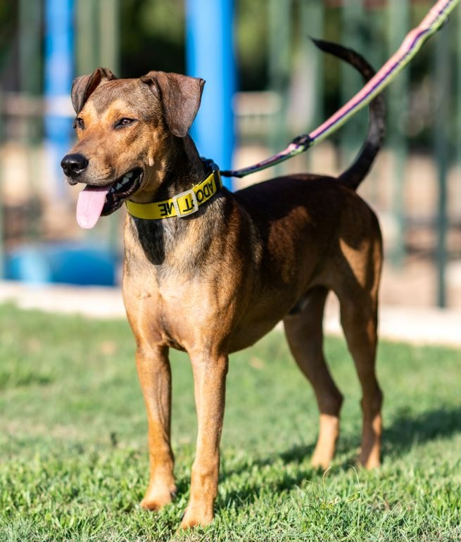 Pingu - Medium Male Mixed Breed Dog in WA - PetRescue