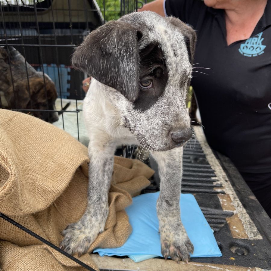 Bruce - Large Male Great Dane x Mastiff x Australian Cattle Dog Mix Dog ...
