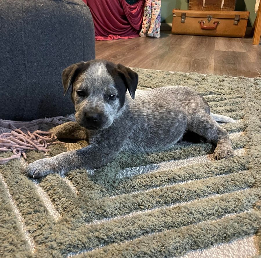 Dalbie - Medium Male Mastiff Mix Dog in QLD - PetRescue