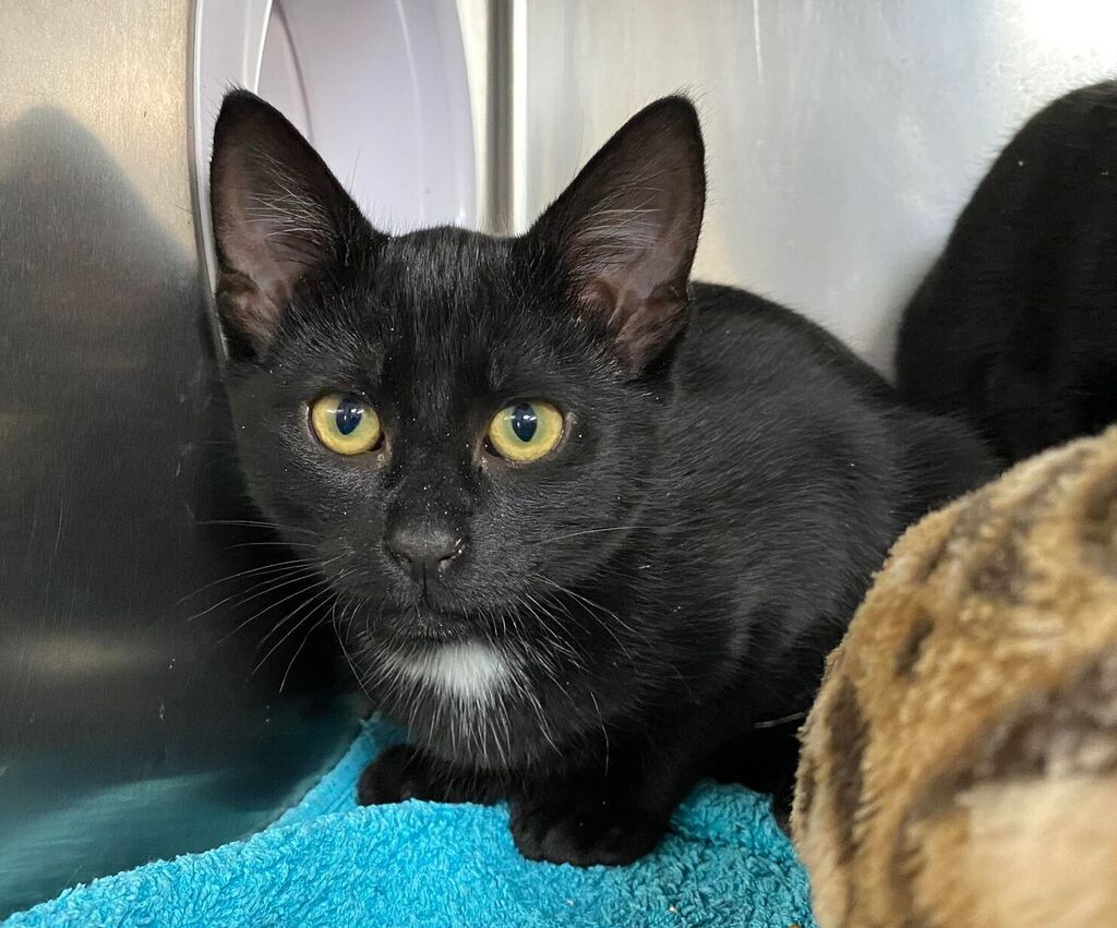 Littlefoot - Male Domestic Short Hair Cat in ACT - PetRescue