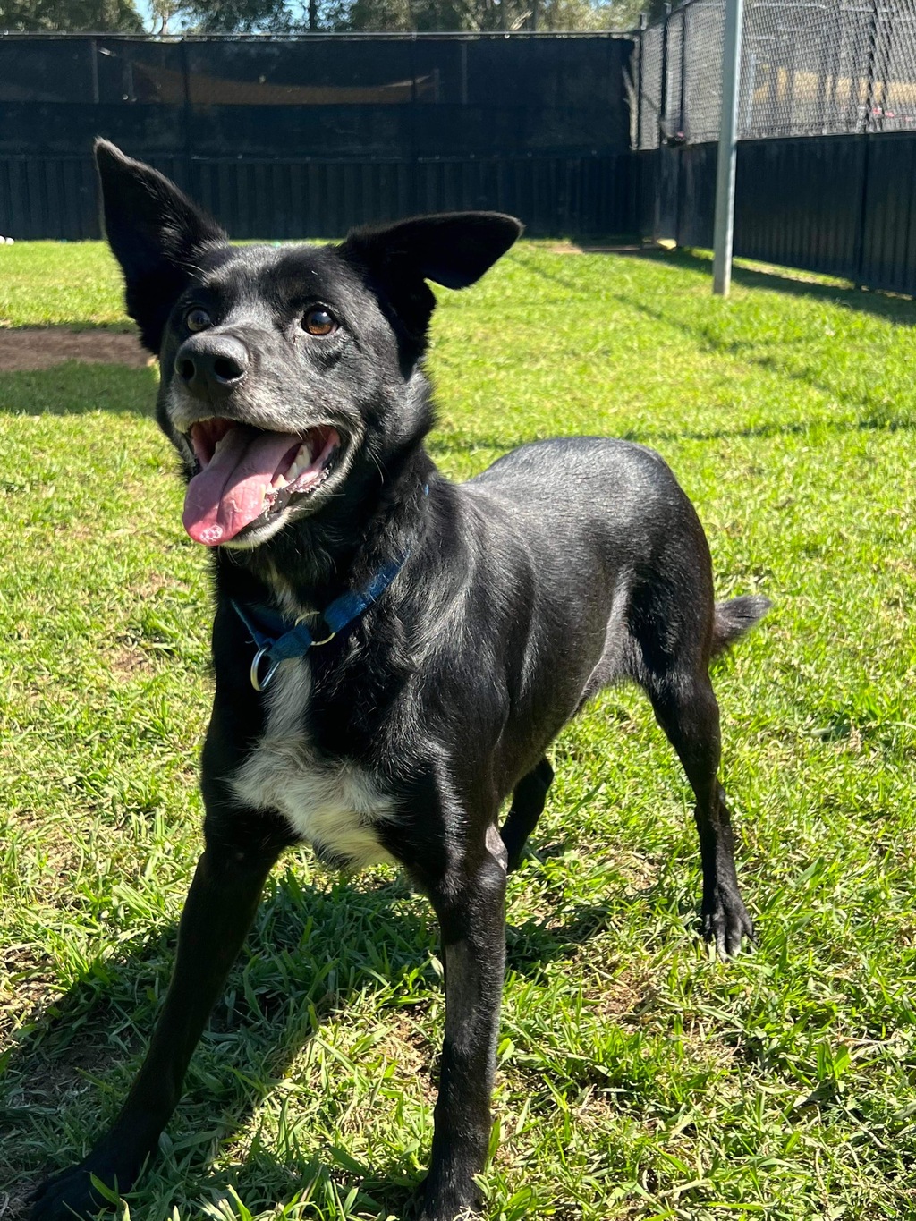 Jack - Medium Male Kelpie x Crossbreed Mix Dog in NSW - PetRescue