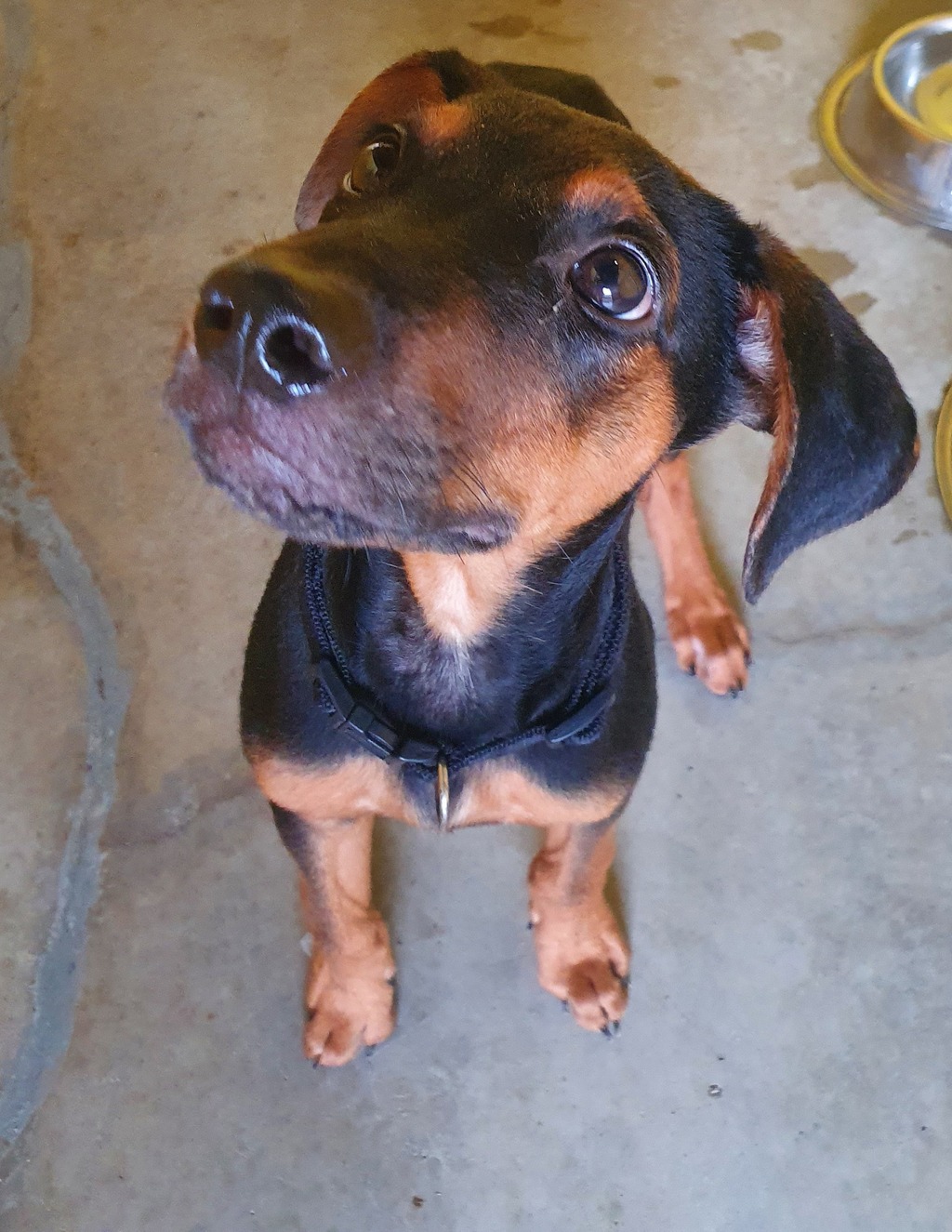 William - Large Male Doberman x Rhodesian Ridgeback Mix Dog in QLD ...