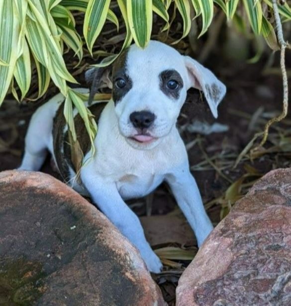 Digger - Medium Male Mixed Breed Dog in WA - PetRescue