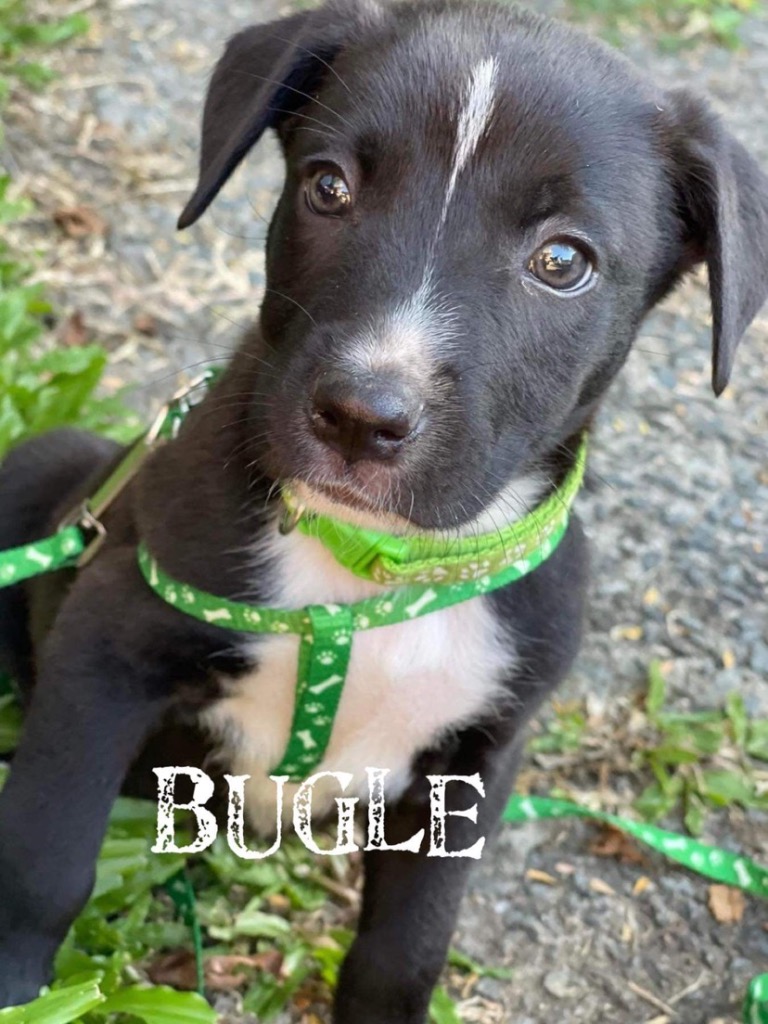 Bugle - Medium Male Mixed Breed Mix Dog in QLD - PetRescue