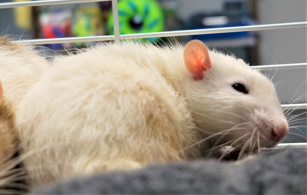 Templeton - Male Rat Mix Rodent in TAS - PetRescue