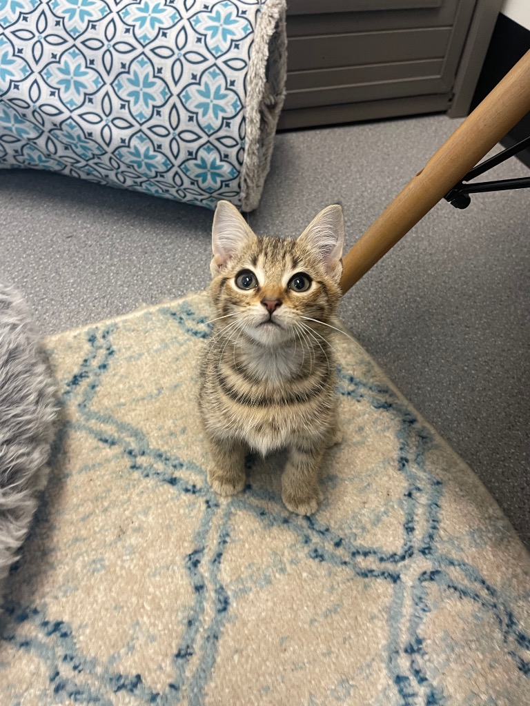 Jaru - Male Domestic Short Hair Cat in TAS - PetRescue