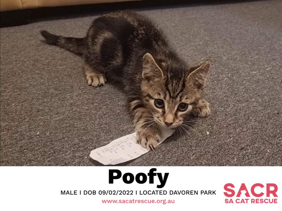 Poofy - Male Domestic Short Hair Cat in SA - PetRescue