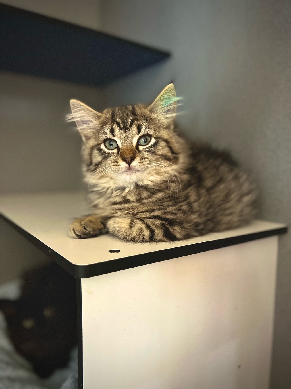 Rasputin - Male Domestic Medium Hair Mix Cat in QLD - PetRescue