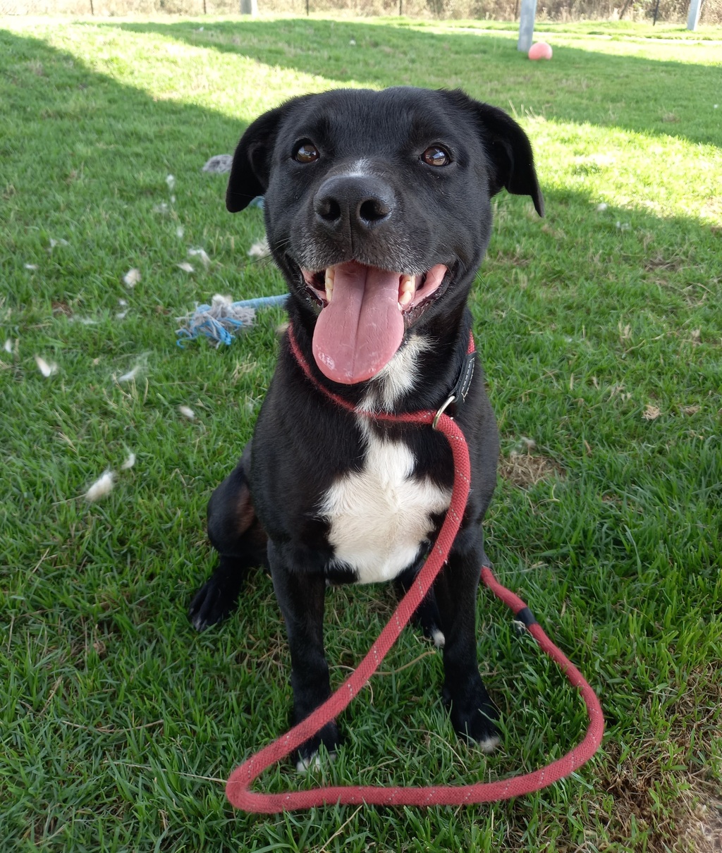 Rocky - Medium Male Labrador x Staffordshire Bull Terrier Mix Dog in ...