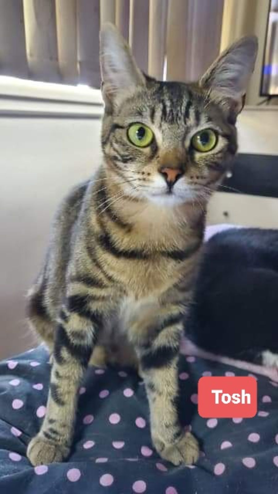 Tosh - Female Domestic Short Hair Cat in NSW - PetRescue