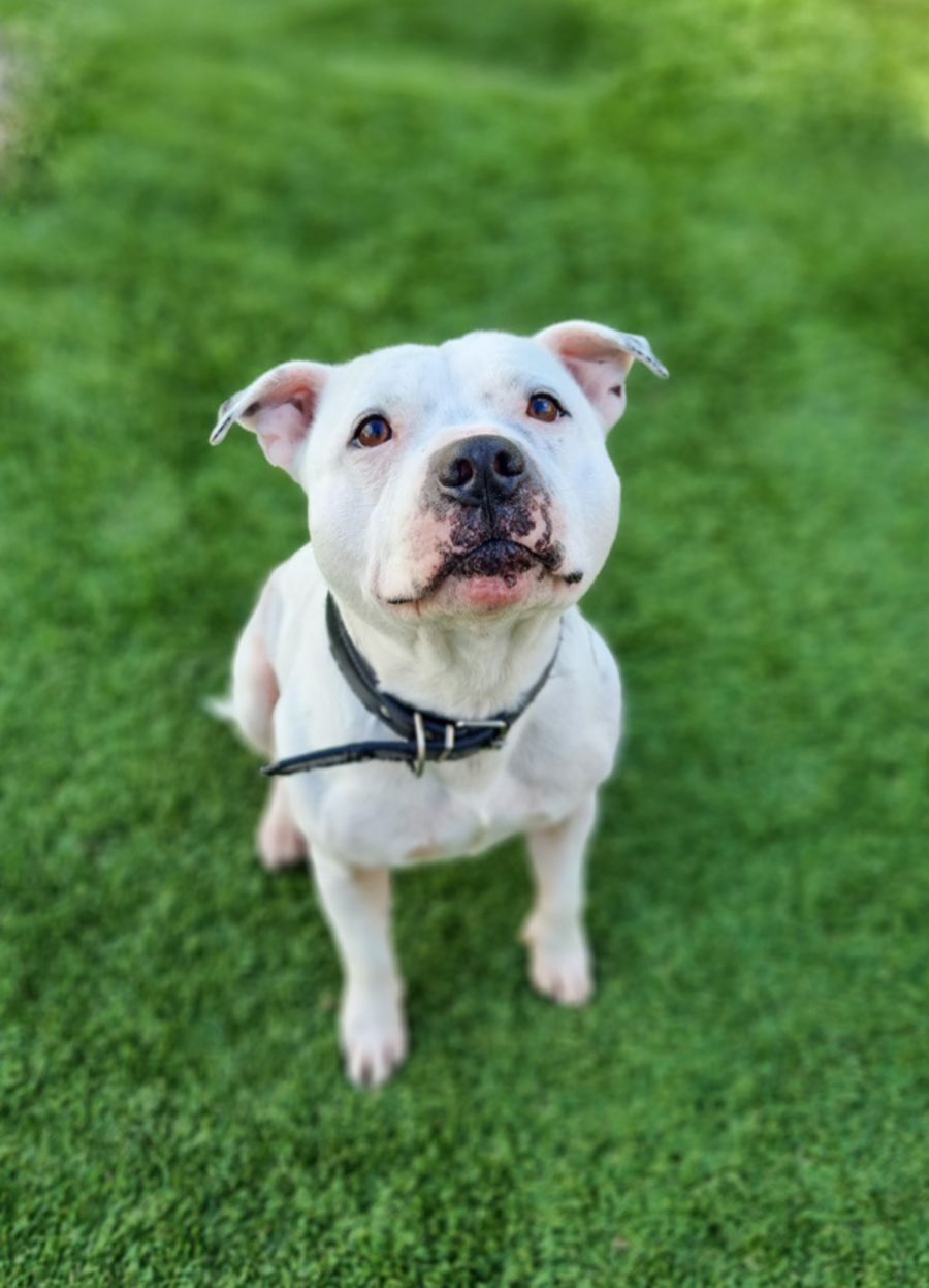 Boss - Small Male Staffordshire Bull Terrier Dog in NSW - PetRescue