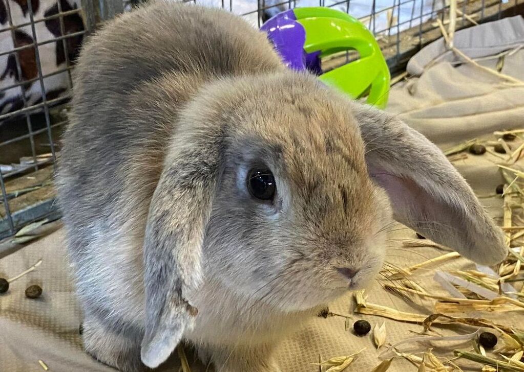 Triss - Female Lop Eared Mix Rabbit in VIC - PetRescue