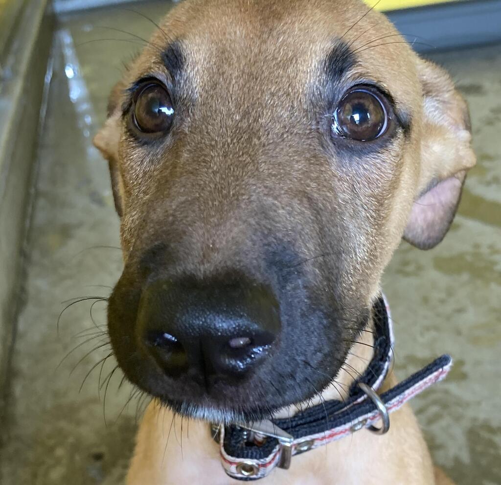 James - Large Male Doberman x Rhodesian Ridgeback Mix Dog in QLD ...