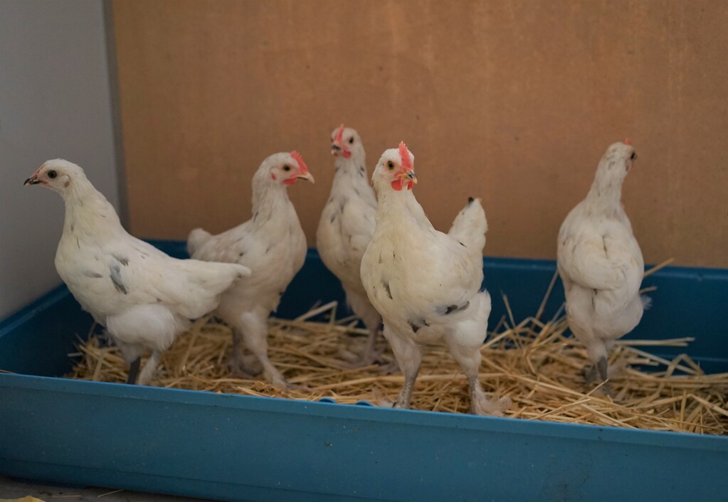 Pride - Male Chicken (Baby) Mix Fowl in QLD - PetRescue