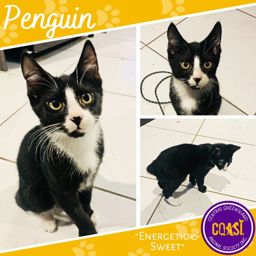 Penguin - Male Manx Mix Cat in QLD - PetRescue