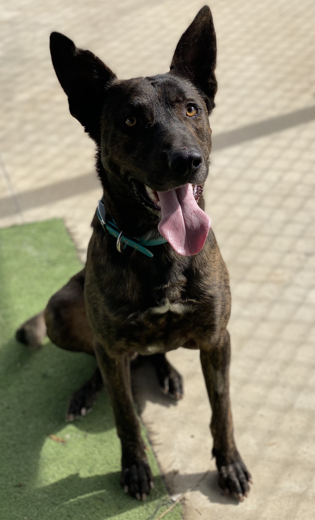 Buddy - Large Male Large Cross Breed Mix Dog in VIC - PetRescue