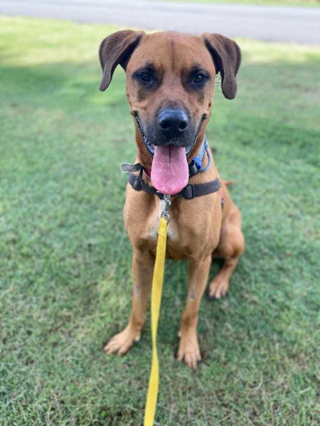 Skout - Large Male Rhodesian Ridgeback x Rottweiler Mix Dog in QLD ...