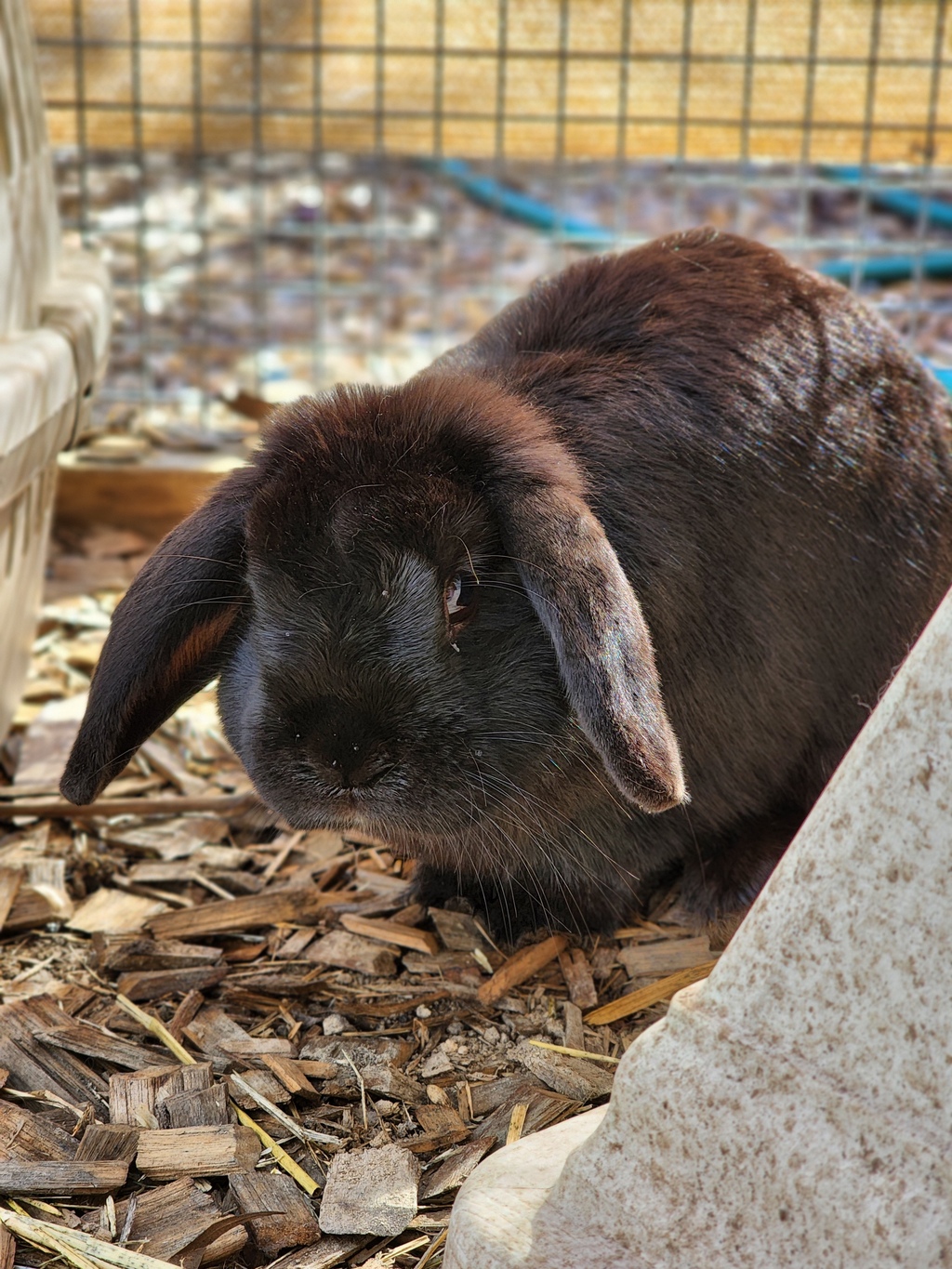 Micky - Male Dwarf Mix Rabbit in NSW - PetRescue