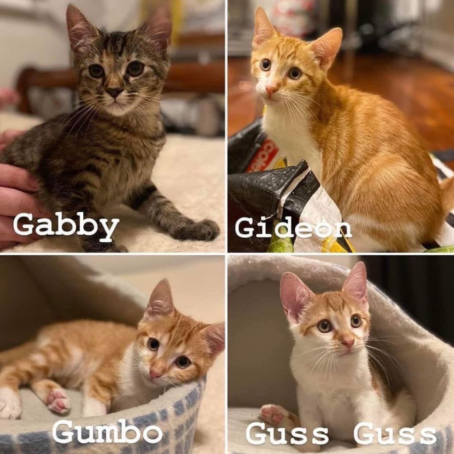 7608/6/7/9 - Gabby, Gideon, Guss Guss & Gumbo - Male Domestic Short ...