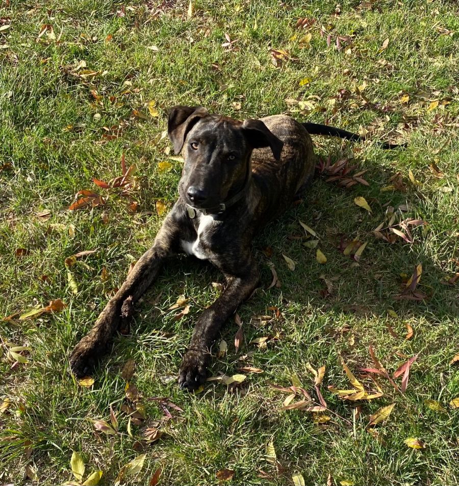 Nico - Medium Female Staghound Mix Dog in VIC - PetRescue