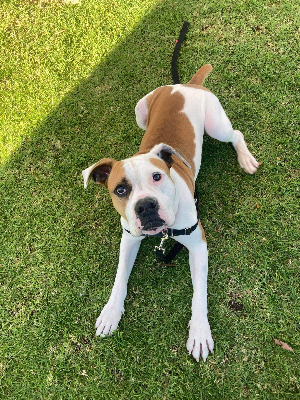 Buddy - Large Male American Bulldog x Boxer Mix Dog in WA - PetRescue