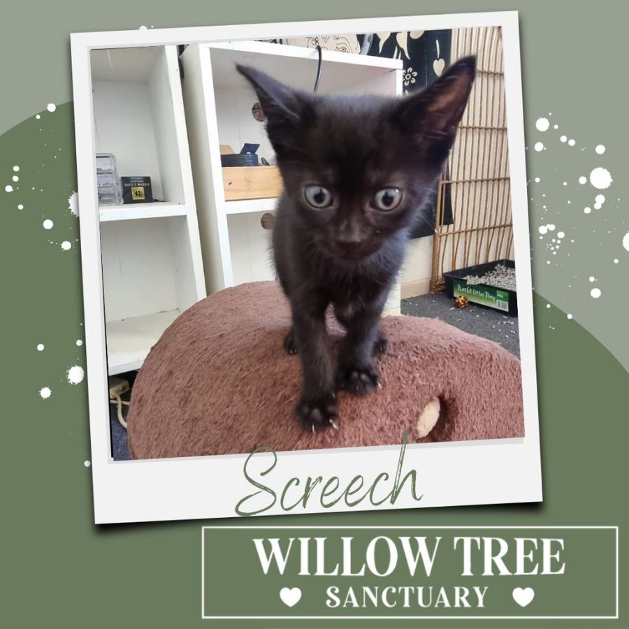 Screech - Male Domestic Short Hair Cat in NSW - PetRescue
