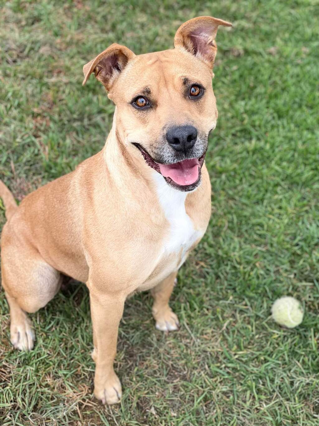 Narla - Medium Female Mastiff x Staffordshire Bull Terrier Mix Dog in ...