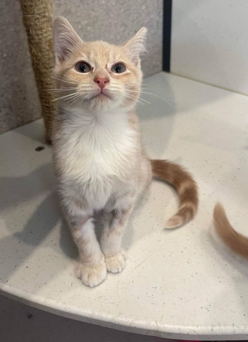 Snowdrop - Male Domestic Short Hair Mix Cat in NSW - PetRescue