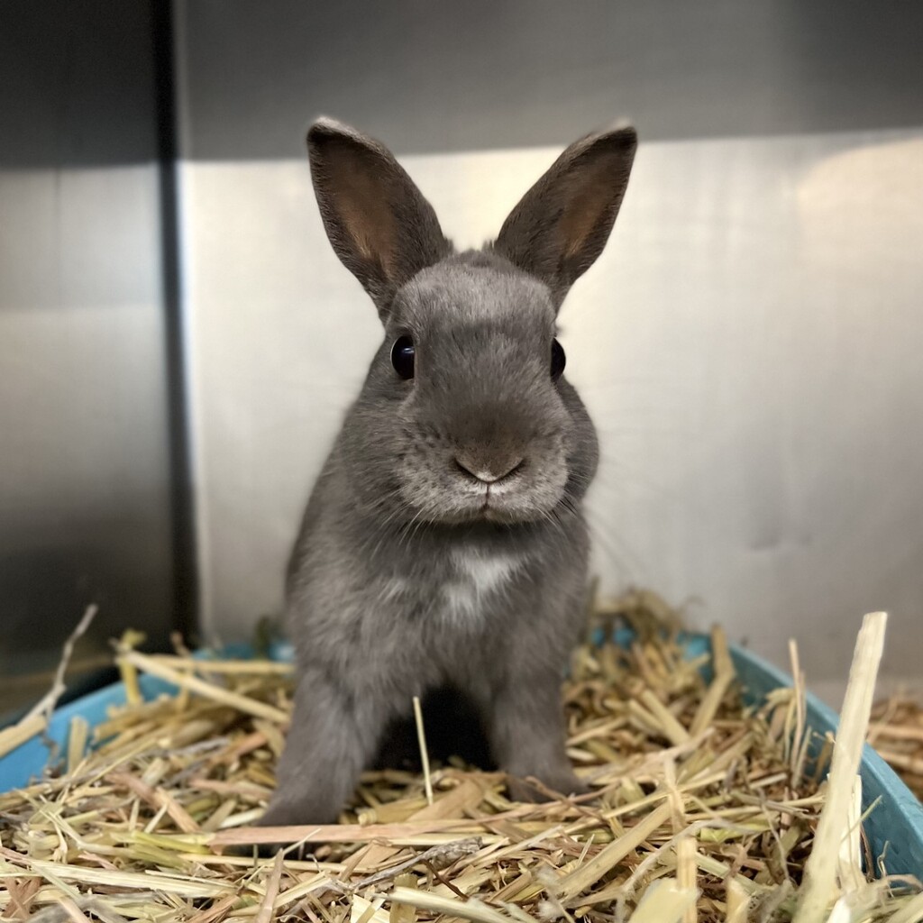 Dimitri - Male Netherland Dwarf Mix Rabbit in VIC - PetRescue