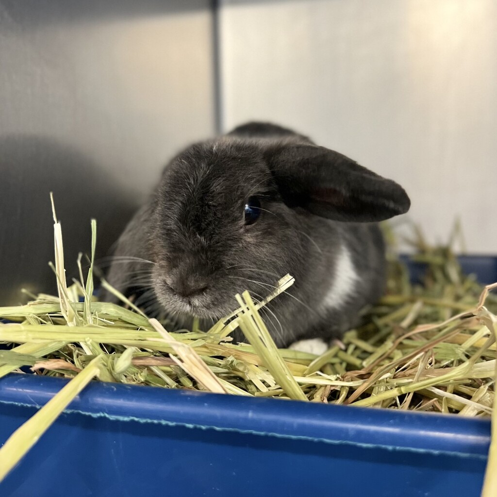 Kahlua - Female Rabbit Unspecified Rabbit in VIC - PetRescue