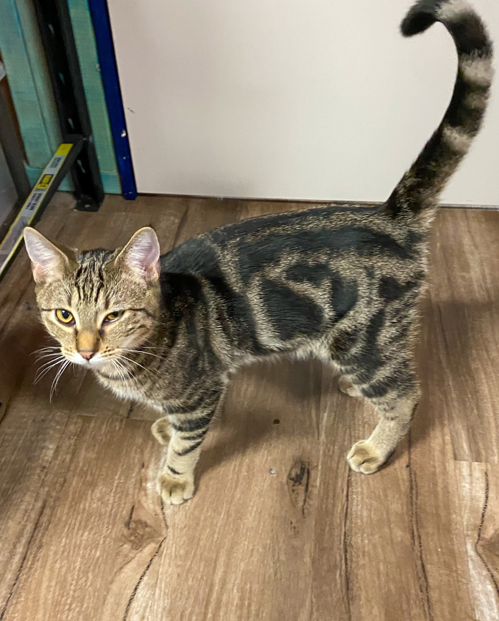 Mariner - Male Domestic Short Hair Mix Cat in NSW - PetRescue