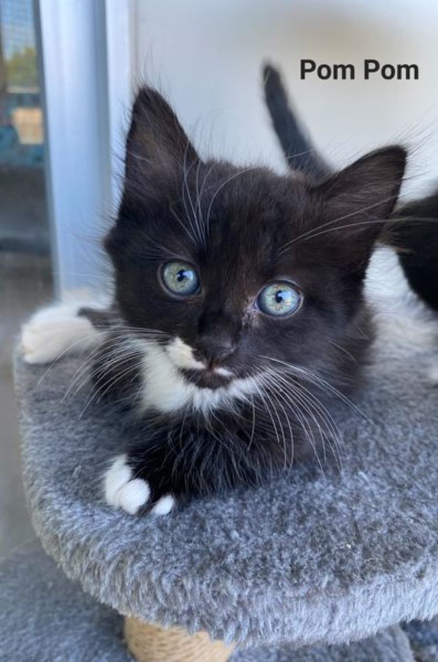 Pom Pom - Female Domestic Short Hair Cat in QLD - PetRescue