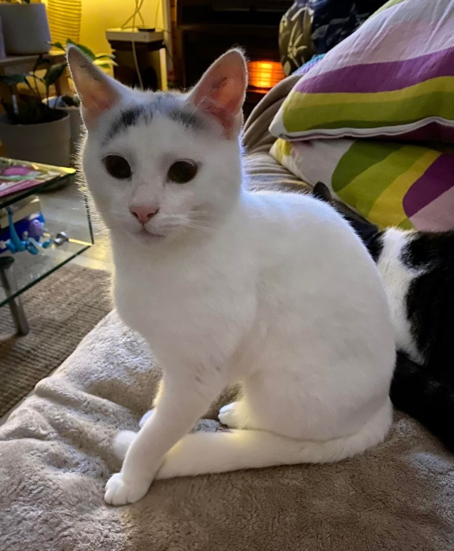 Ginger Ninja Animal Rescue - PetRescue