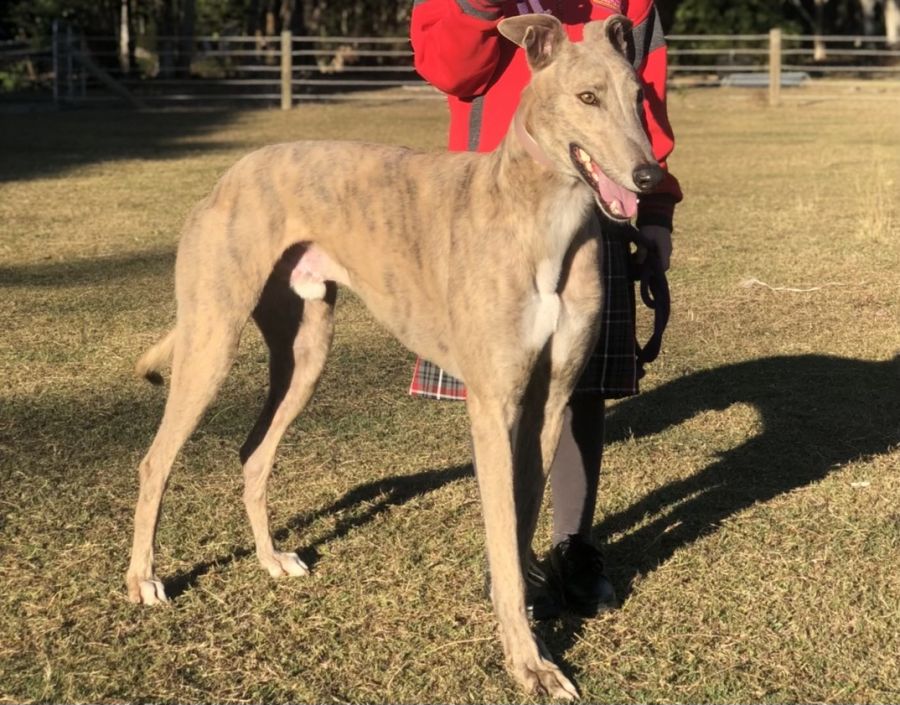 Caesar - Large Male Greyhound Dog in NSW - PetRescue