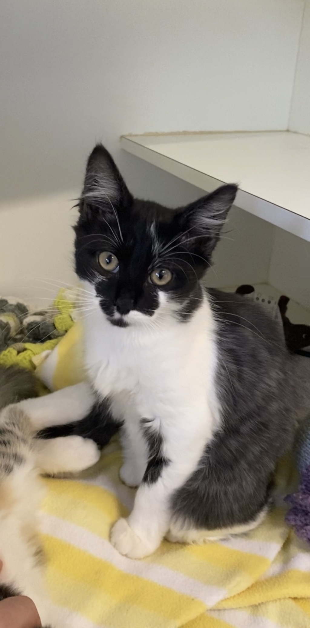 Samar - Male Turkish Angora Mix Cat in WA - PetRescue