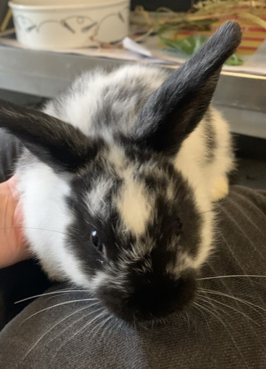 Dodger (bonded To Winkle) - Male Rabbit Unspecified Rabbit in VIC ...
