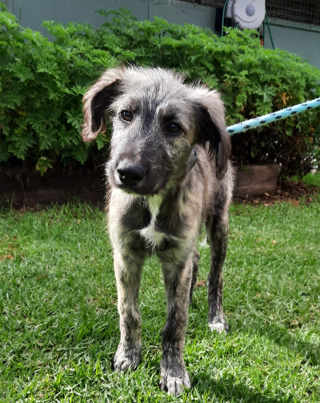 Tank - Medium Male Staghound Mix Dog in VIC - PetRescue