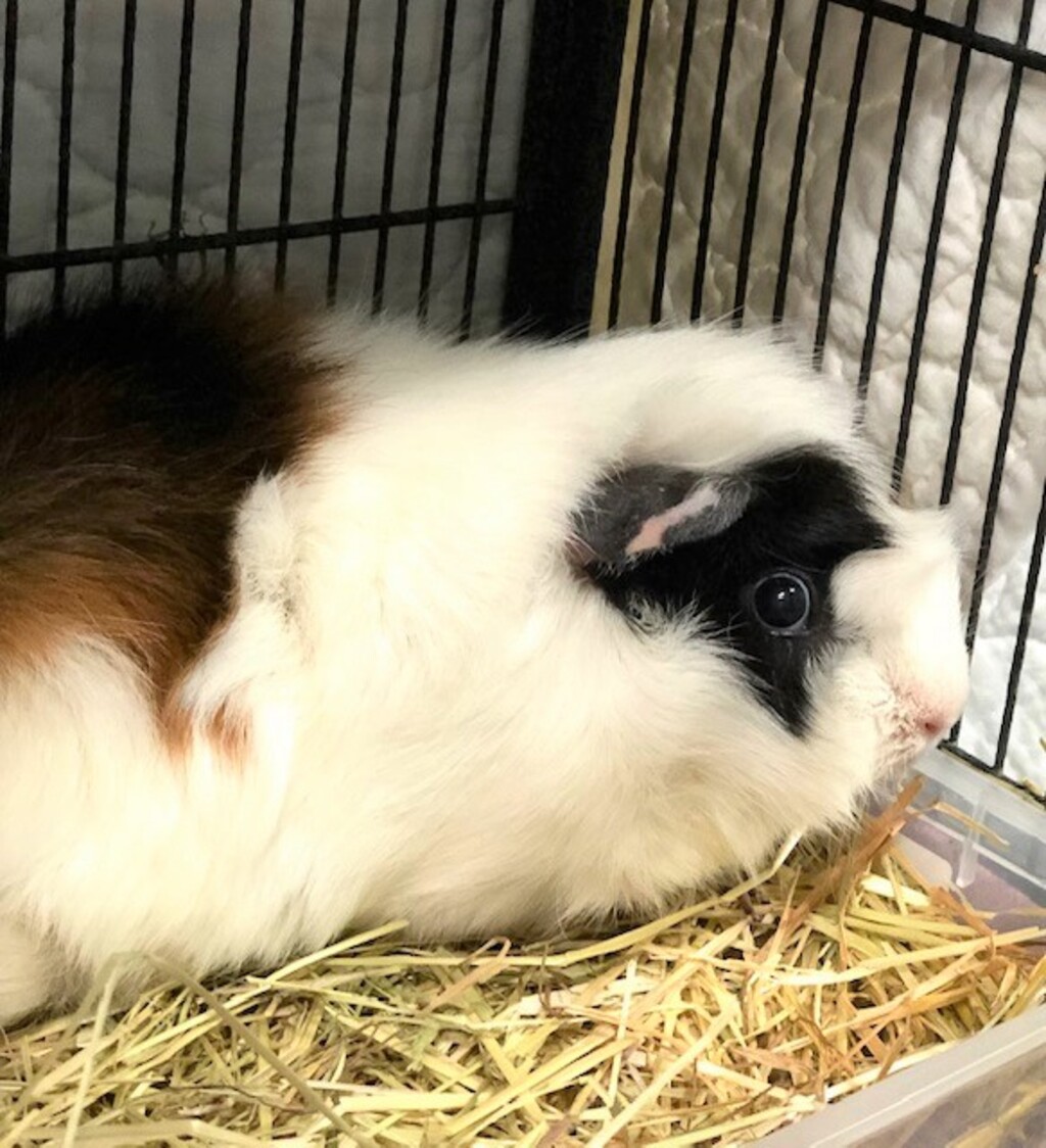 Fluffy - Female Short-hair Abyssinian Mix Guinea Pig in QLD - PetRescue