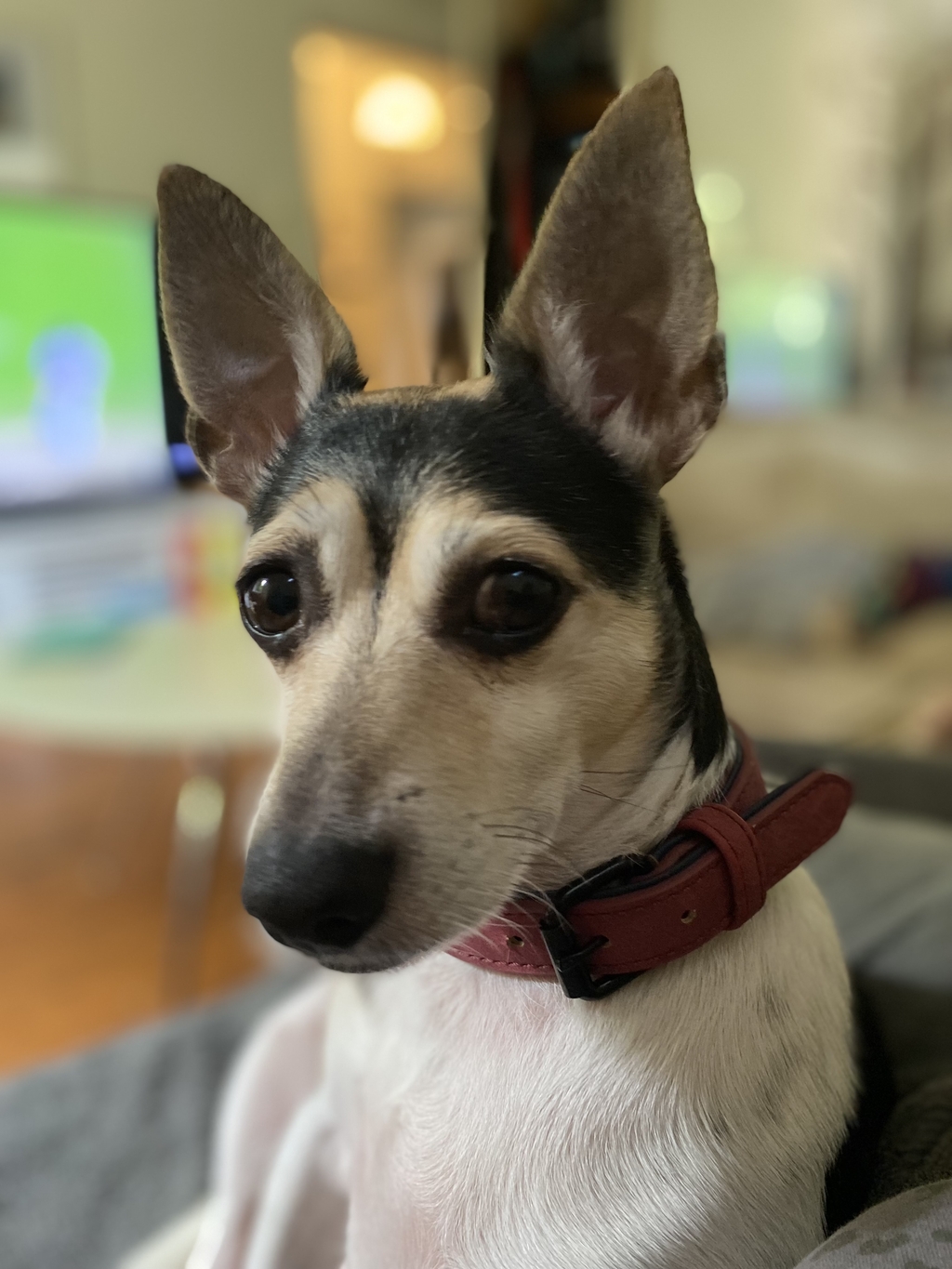 Riley - Small Male Jack Russell Terrier x Mini Foxie Mix Dog in NSW ...