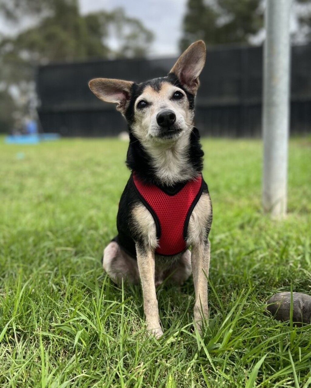 Chippy - Small Male Mini Foxie Mix Dog in NSW - PetRescue