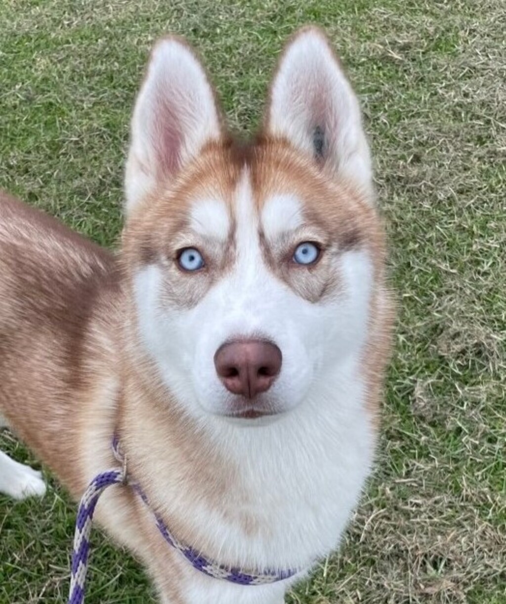 Yuri - Large Male Siberian Husky Dog in VIC - PetRescue