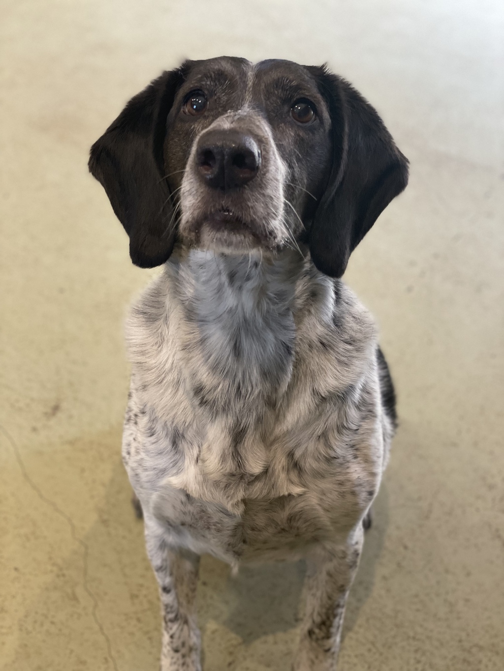 Roxy - Medium Female Beagle x Heeler Mix Dog in VIC - PetRescue