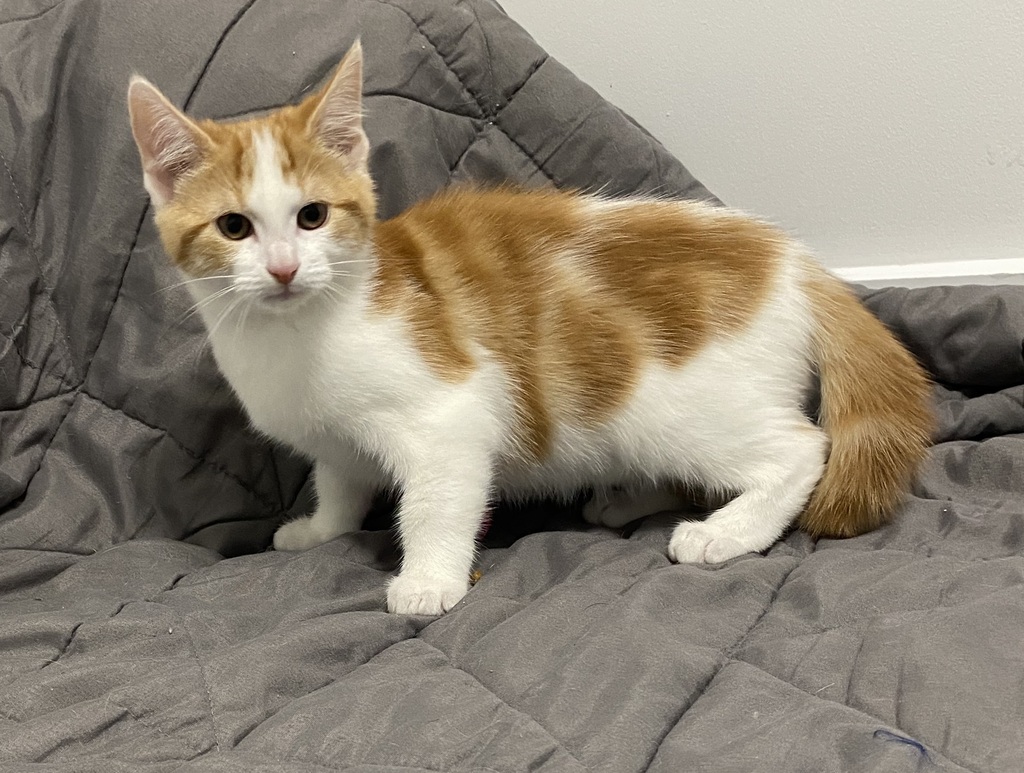 Marcia - Female Dmh Mix Cat in VIC - PetRescue